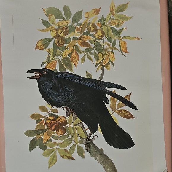 Art | Elegant Crow Bird Wall Art | Poshmark